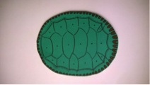 Turtle Splash - Read To Me